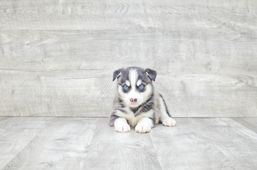 Pomsky puppies for sale | Small cross puppies breeds for sale in Ohio
