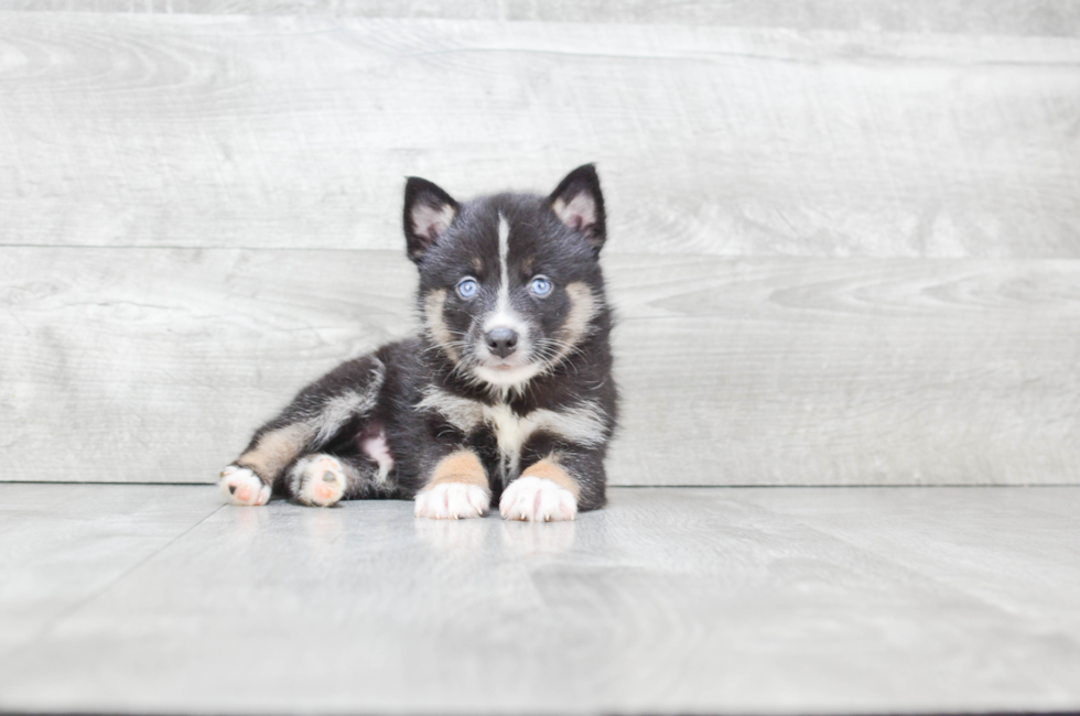Pomsky puppies for sale | Small cross puppies breeds for sale in Ohio