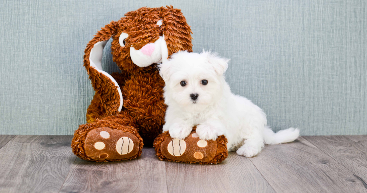 Friendly Maltese Dolly: 2lb 5oz Purebred Puppy