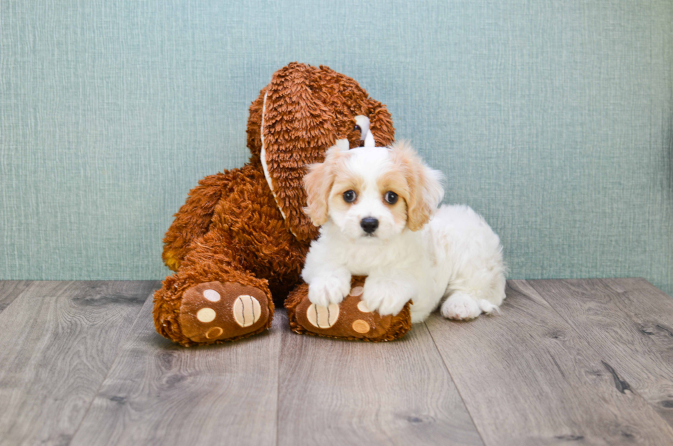 Premier Pups for sale in Ohio - Buy or adopt a puppy breed on Premier Pup