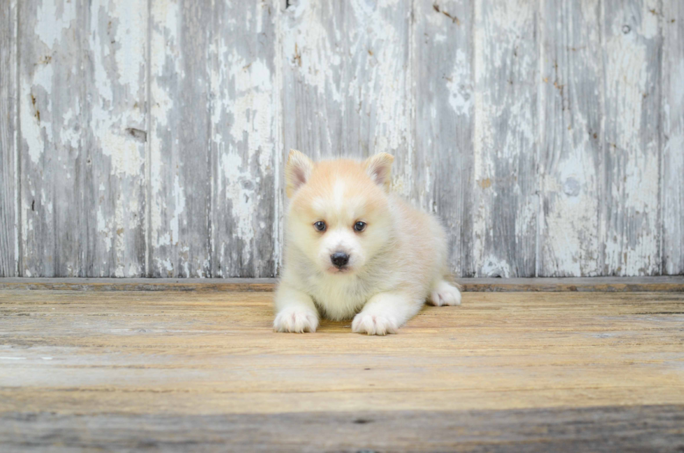 Pomsky puppies for sale | Small cross puppies breeds for sale in Ohio