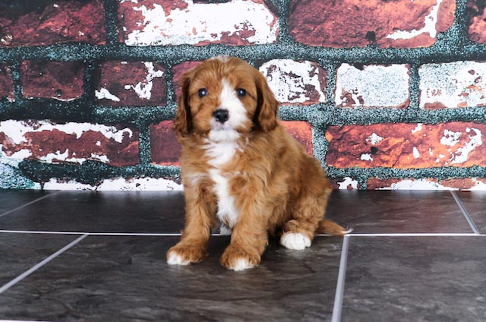 Premier Pups for sale in Ohio - Buy or adopt a puppy breed on Premier Pup