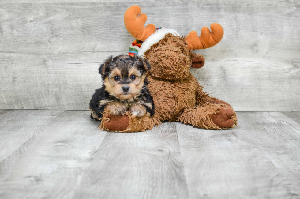 Morkie puppies for sale | Mixed Small Breed puppies for sale