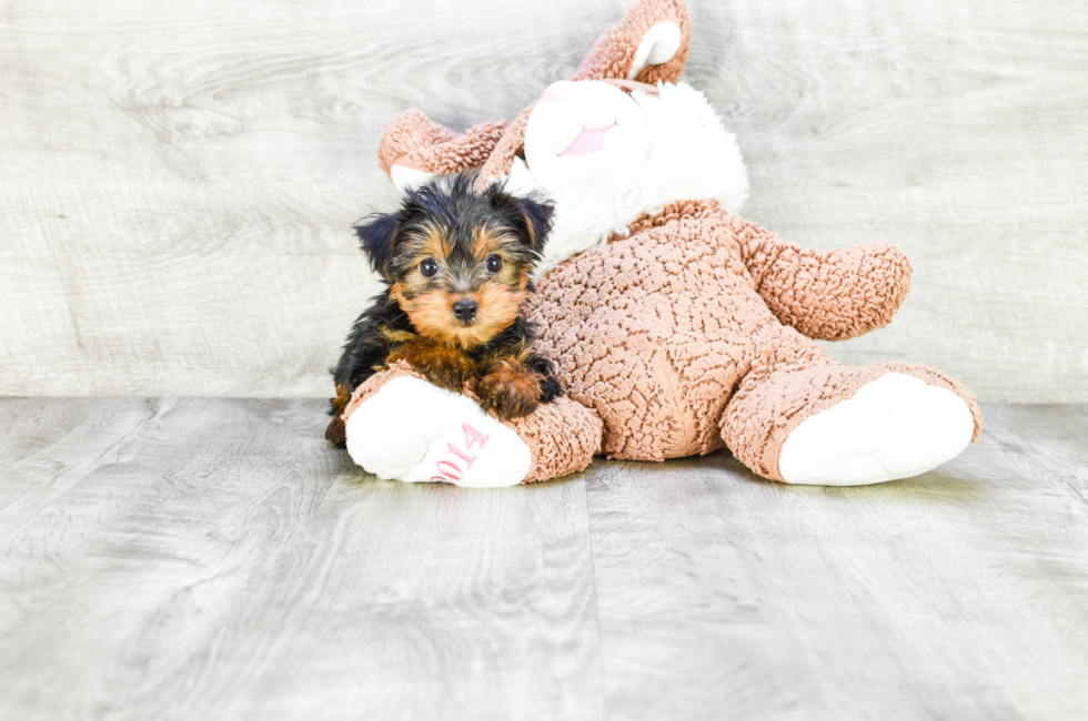 Yorkie puppies for sale | Buy Teacup AKC Yorkshire Terrier Pups