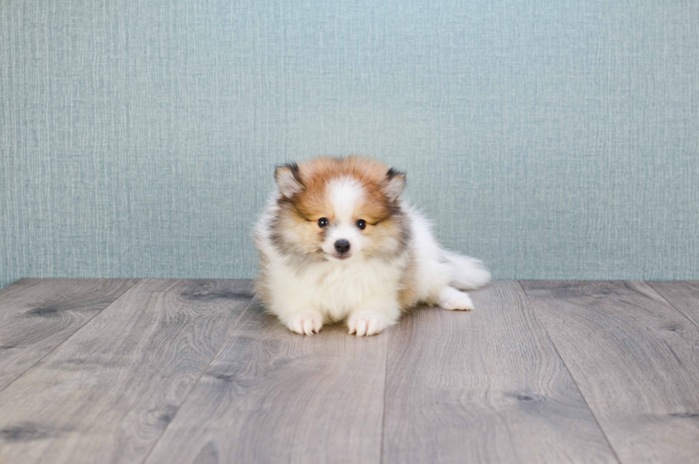 Premier Pups for sale in Ohio - Buy or adopt a puppy breed on Premier Pup