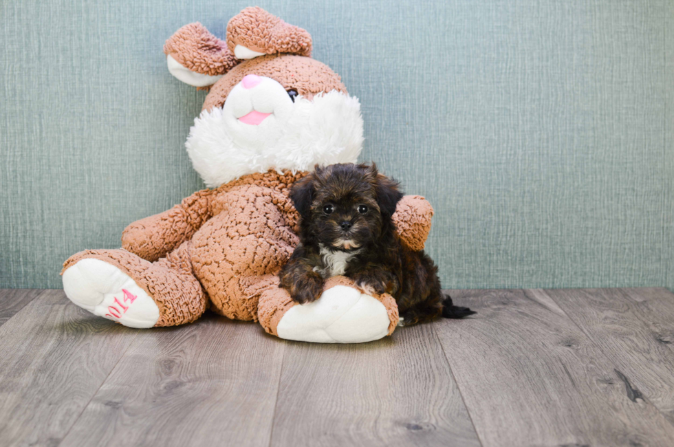 Premier Pups for sale in Ohio - Buy or adopt a puppy breed on Premier Pup