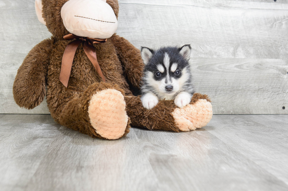 Pomsky puppies for sale | Small cross puppies breeds for sale in Ohio