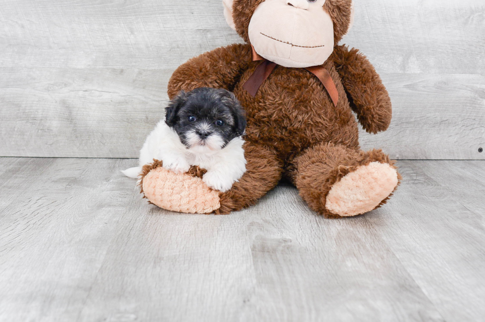 Teddy Bear Puppies for Sale – Shichon Puppies | Premierpups.com