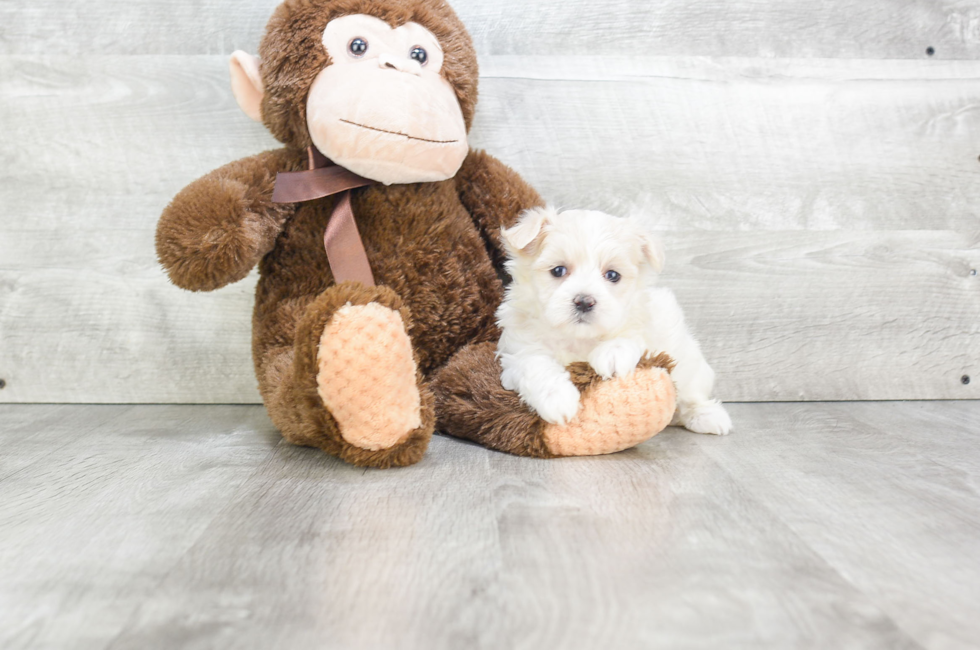 Small breed puppies for sale | Teacup Pups for sale in Ohio – Premier Pups