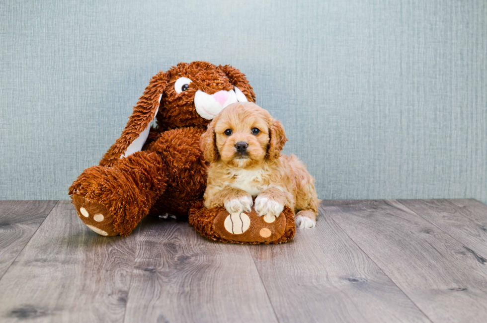 Small breed puppies for sale | Teacup Pups for sale in Ohio – Premier Pups