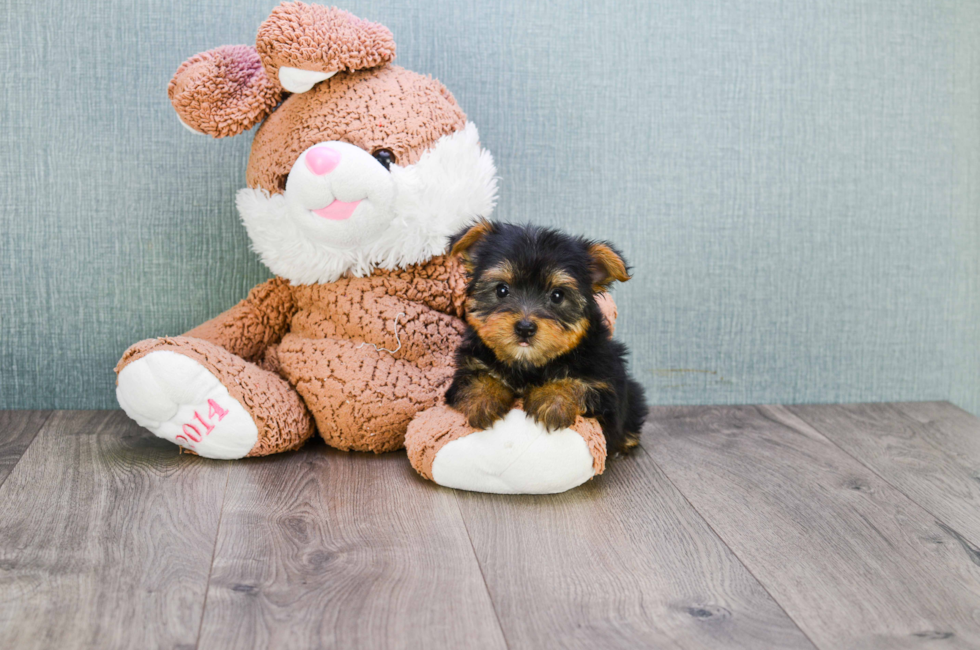 AKC Yorkie puppies for sale | Buy Teacup Yorkshire Terrier Pups