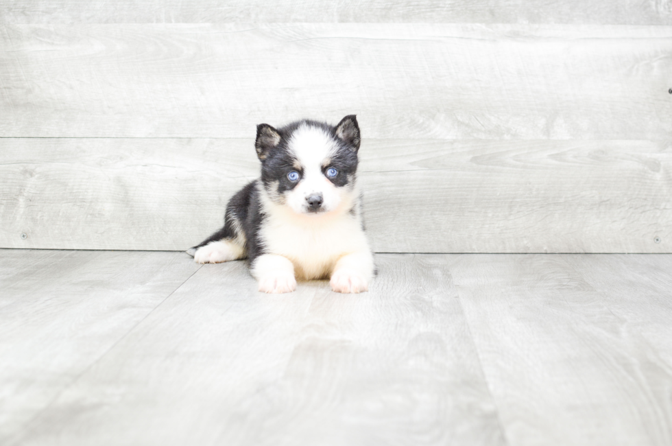 Pomsky puppies for sale | Small cross puppies breeds for sale in Ohio