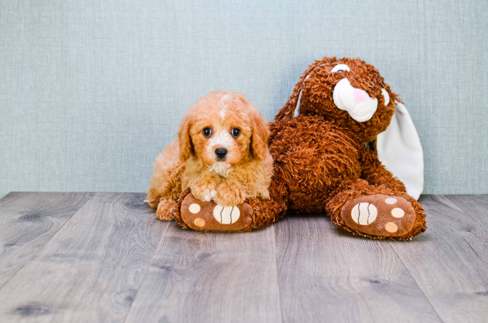 Small breed puppies for sale | Teacup Pups for sale in Ohio – Premier Pups