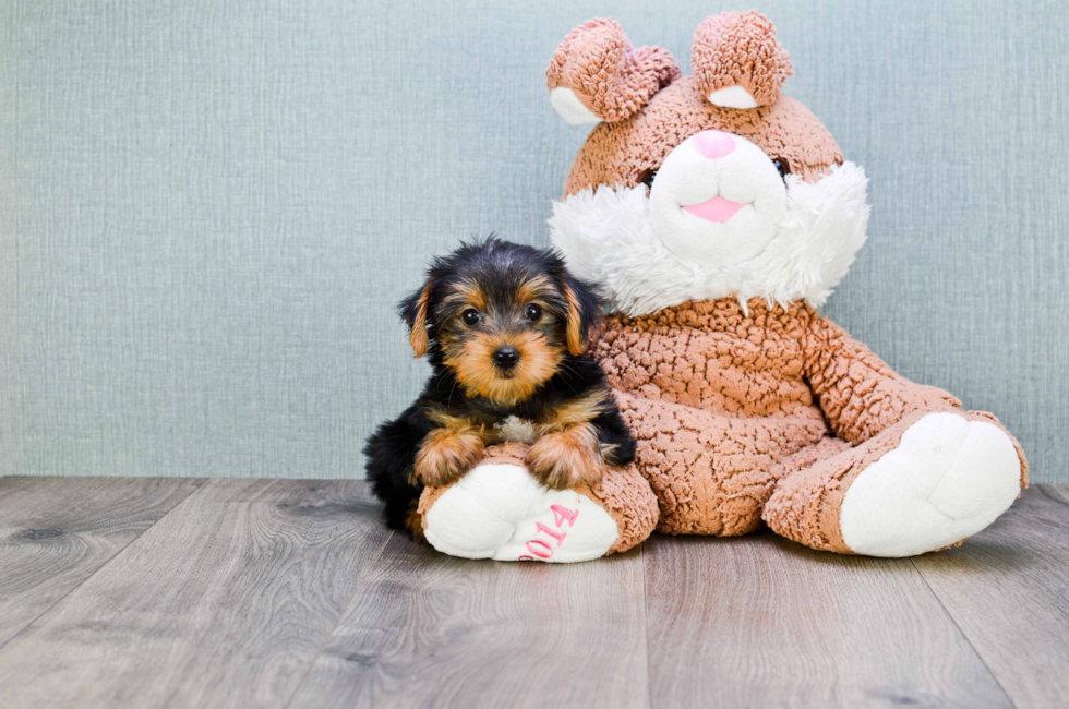 AKC Yorkie puppies for sale | Buy Teacup Yorkshire Terrier Pups