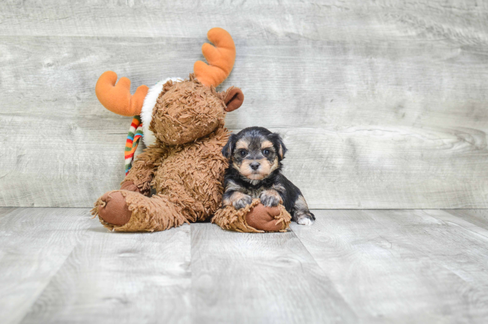 Morkie Puppies for Sale – On-the-spot Adoption in Ohio / US Shipping
