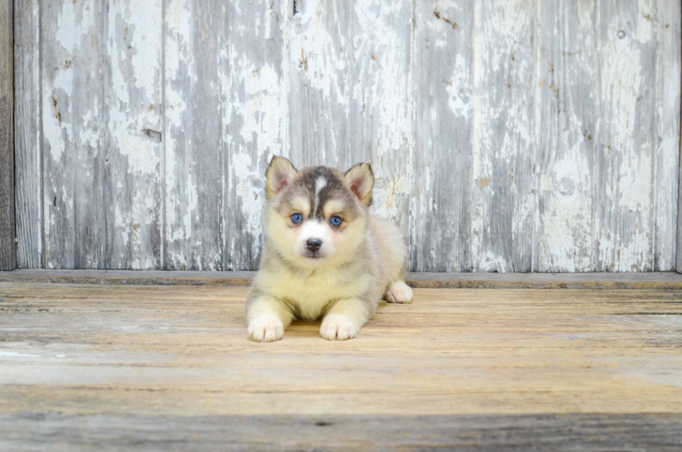 Pomsky puppies for sale | Small cross puppies breeds for sale in Ohio