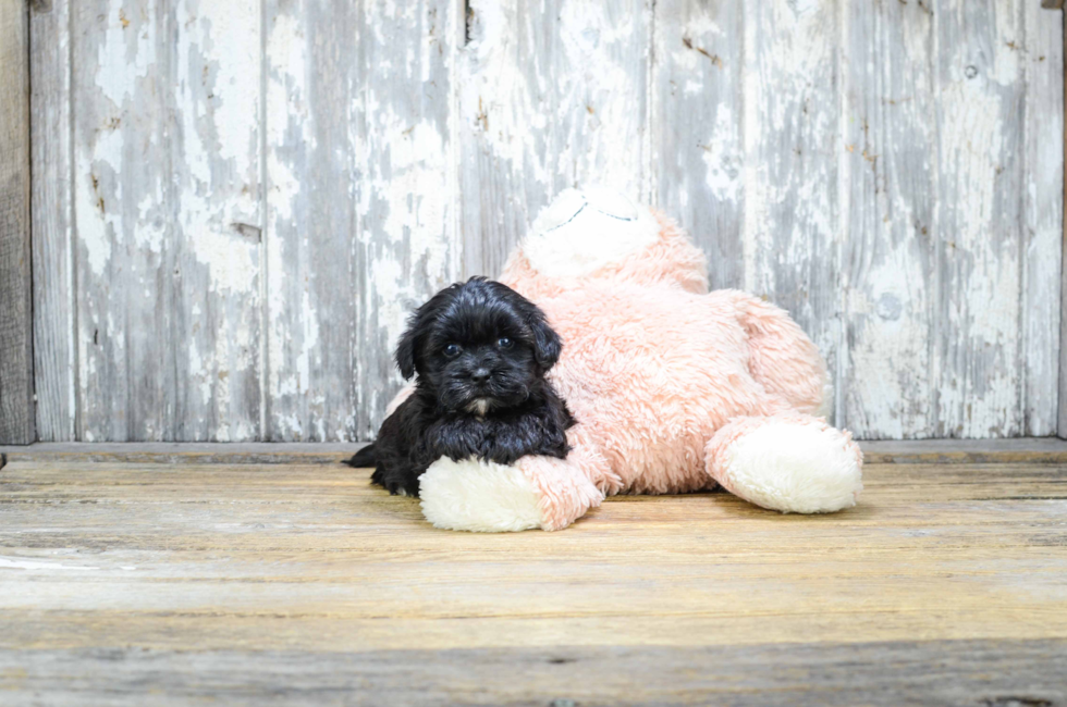 Premier Pups for sale in Ohio - Buy or adopt a puppy breed on Premier Pup