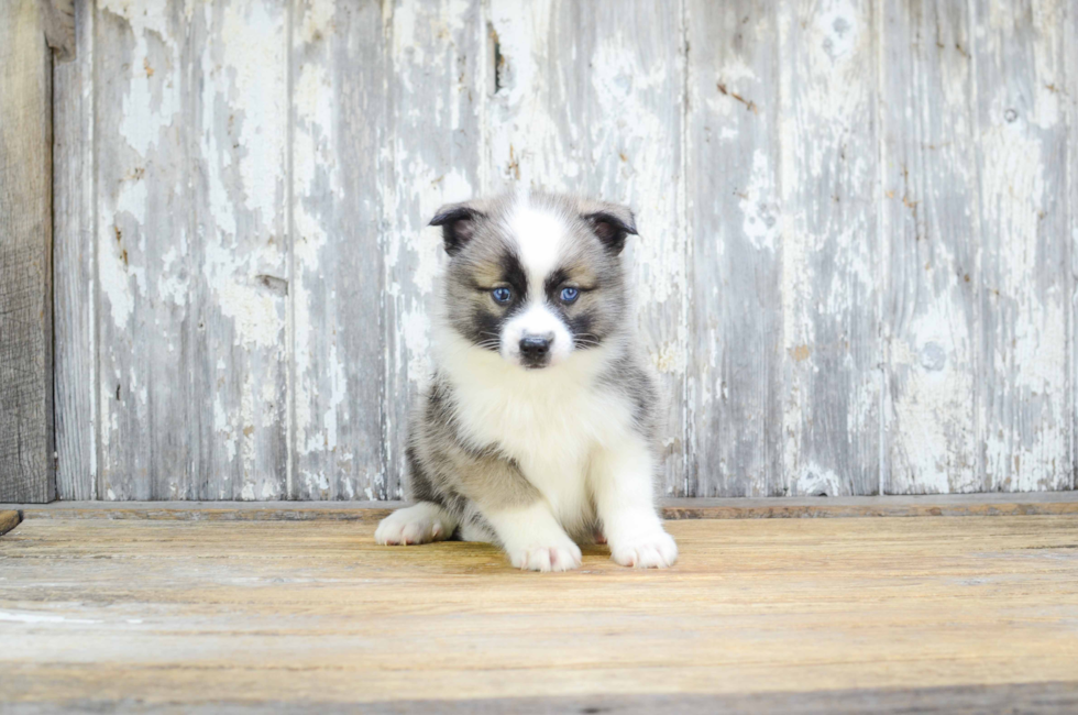 Pomsky puppies for sale | Small cross puppies breeds for sale in Ohio