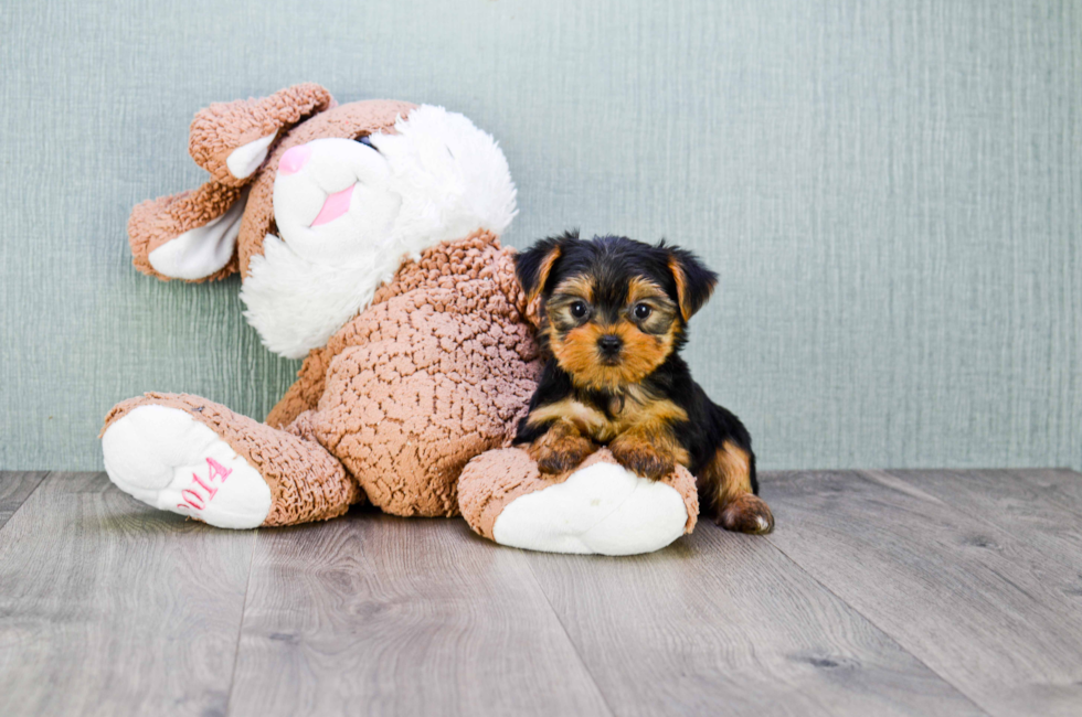 AKC Yorkie puppies for sale | Buy Teacup Yorkshire Terrier Pups