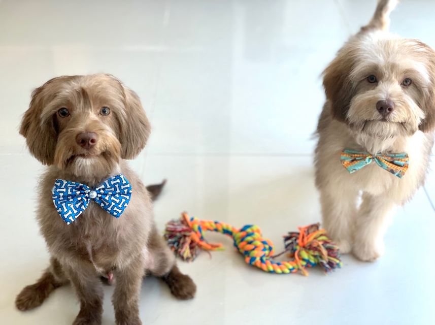 Toy and Mini Labradoodle Puppies for Sale | Premier Pups