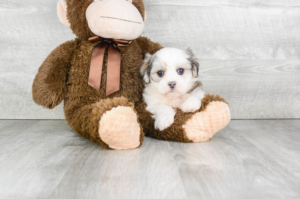 Teddy Bear Puppies for Sale – Shichon Puppies | Premierpups.com
