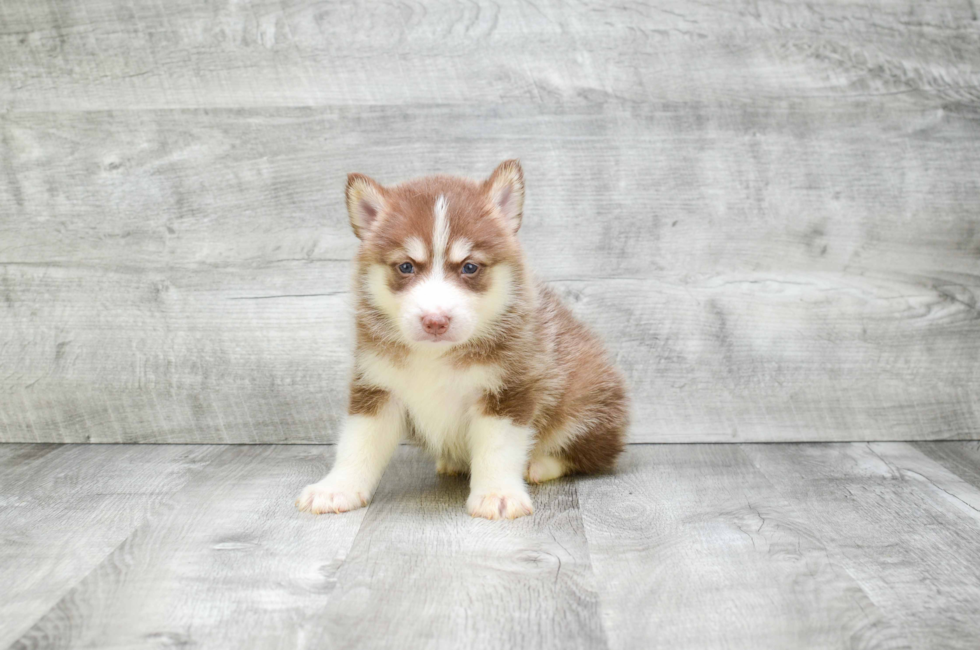 Pomsky puppies for sale | Small cross puppies breeds for sale in Ohio