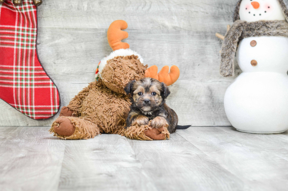 Small breed puppies for sale | Teacup Pups for sale in Ohio – Premier Pups