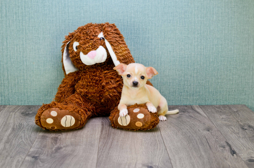 Premier Pups for sale in Ohio - Buy or adopt a puppy breed on Premier Pup