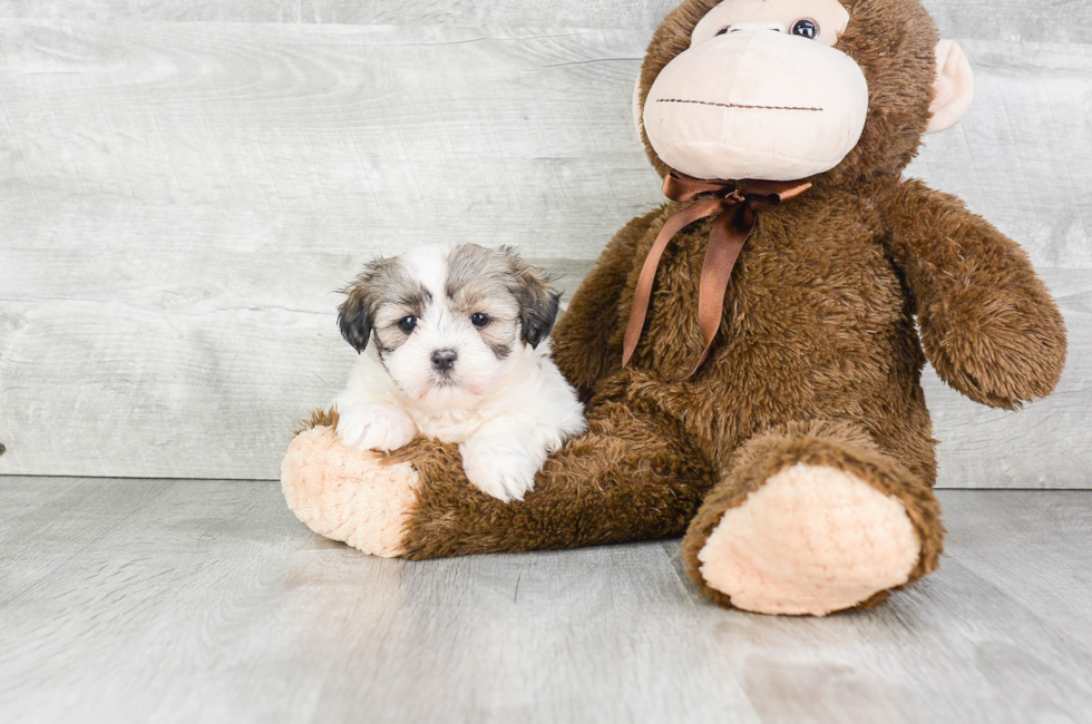 Teddy Bear Puppies for Sale – Shichon Puppies | Premierpups.com