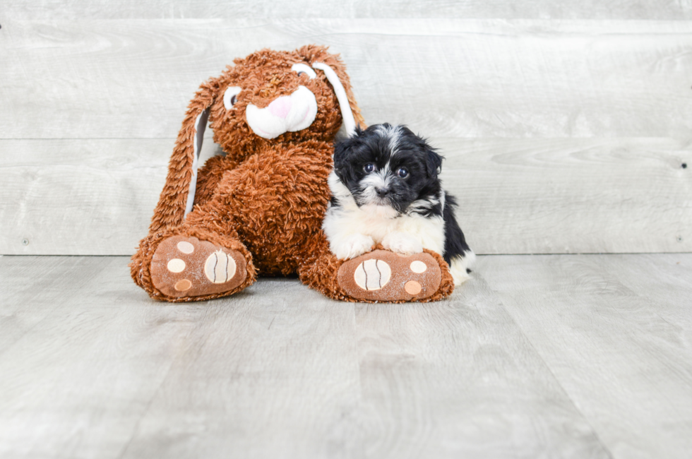 Havanese Puppies for Sale | PremierPups.com