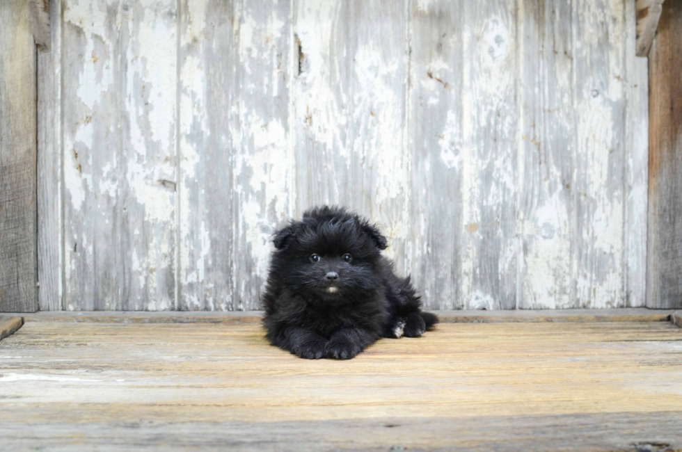 Premier Pups for sale in Ohio - Buy or adopt a puppy breed on Premier Pup