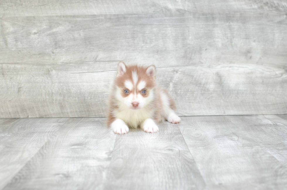 Pomsky puppies for sale | Small cross puppies breeds for sale in Ohio