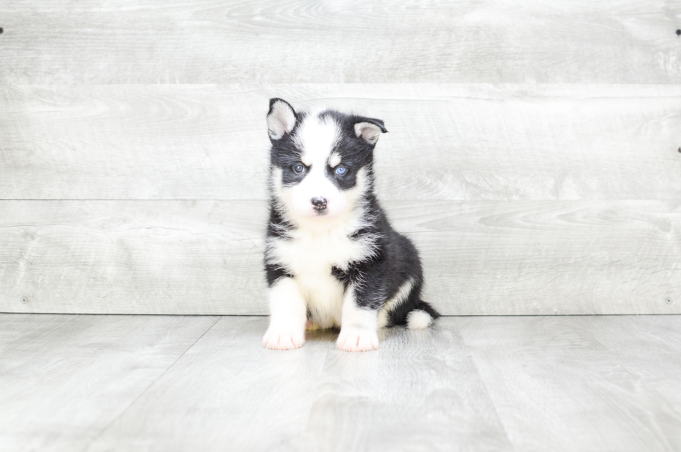 Pomsky puppies for sale | Small cross puppies breeds for sale in Ohio