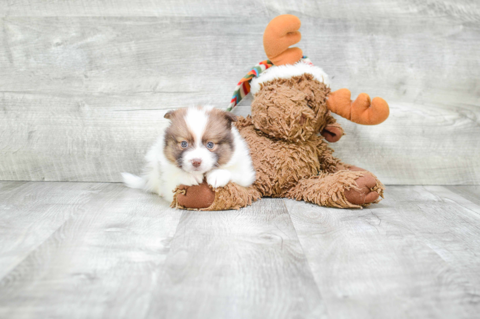 Small breed puppies for sale | Teacup Pups for sale in Ohio – Premier Pups