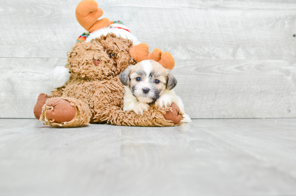 Small breed puppies for sale | Teacup Pups for sale in Ohio – Premier Pups