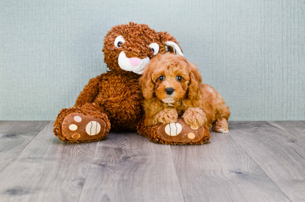 Small breed puppies for sale | Teacup Pups for sale in Ohio – Premier Pups