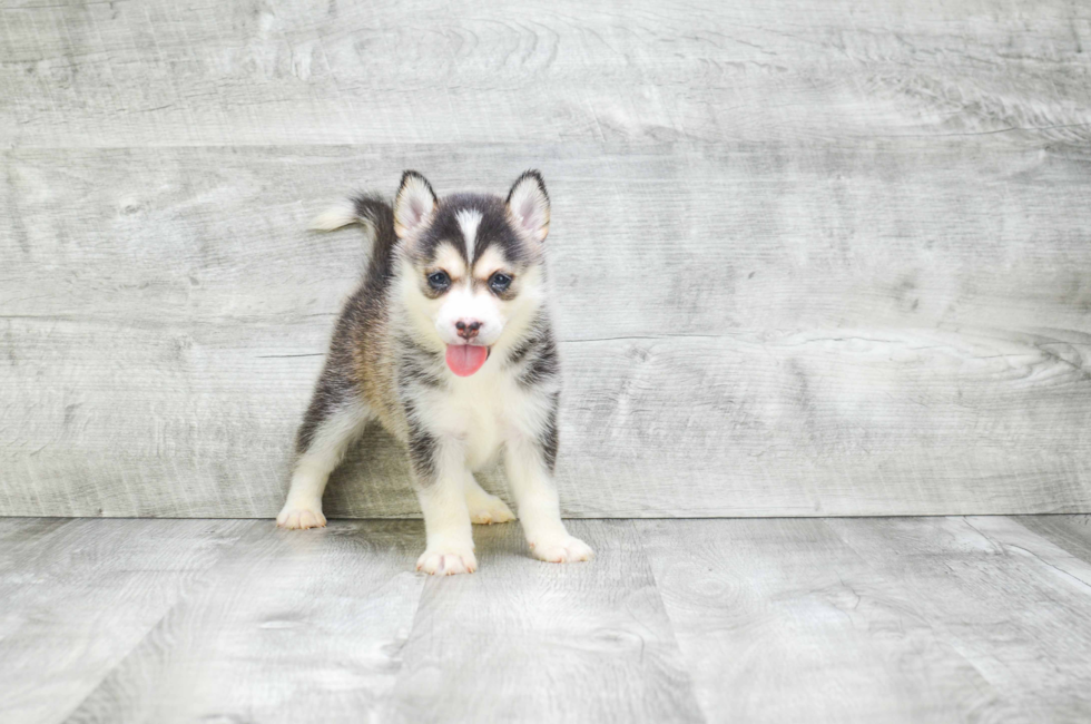 Pomsky puppies for sale | Small cross puppies breeds for sale in Ohio