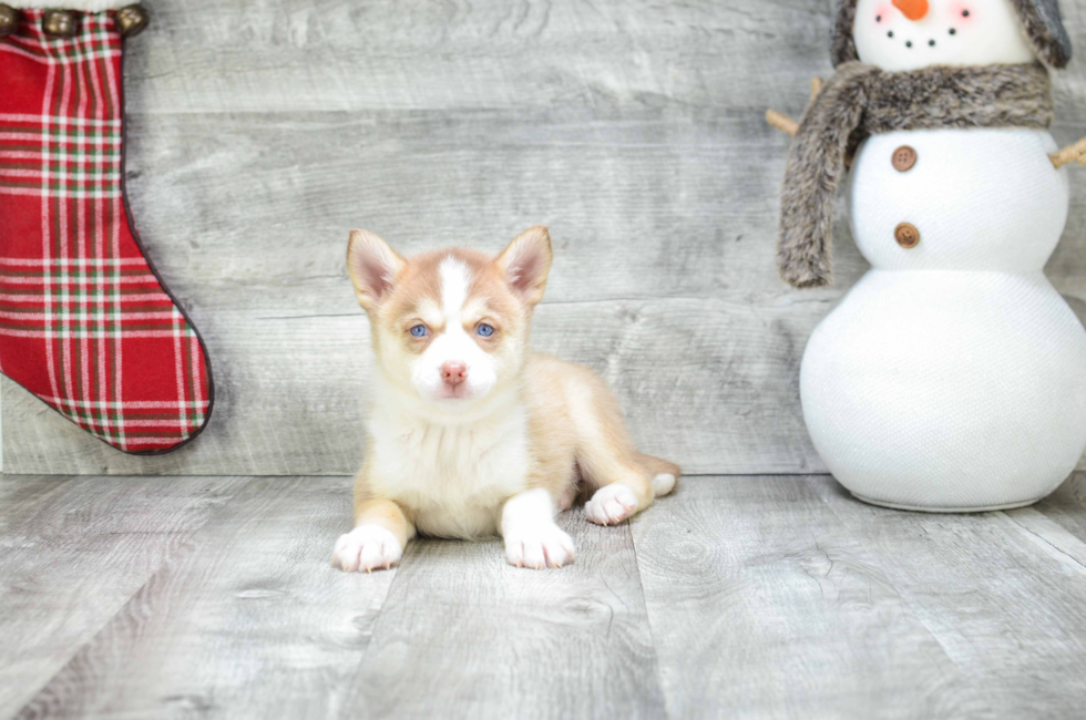 Pomsky puppies for sale | Small cross puppies breeds for sale in Ohio
