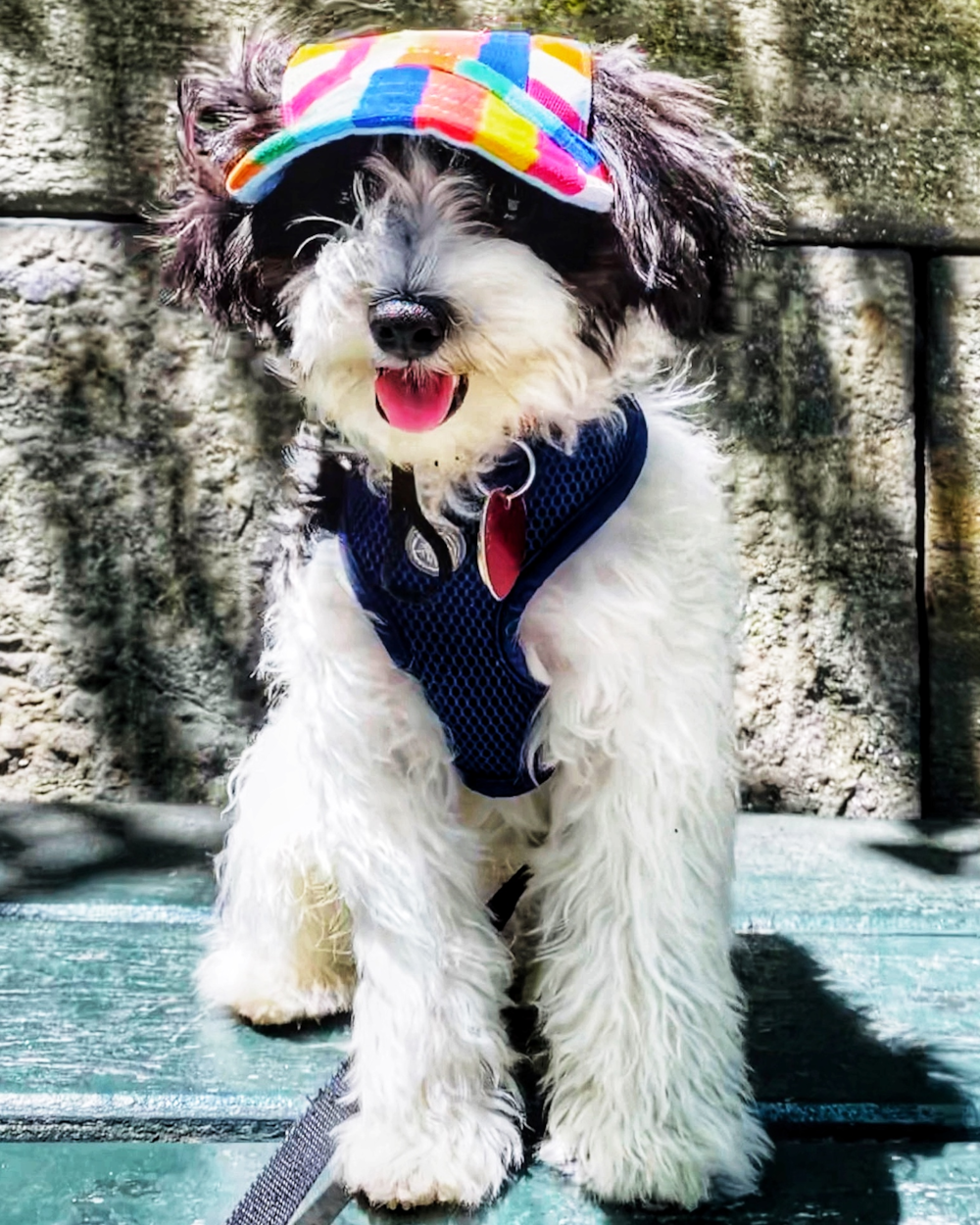 Havapoo Puppies for Sale | Exclusive Designer Puppies