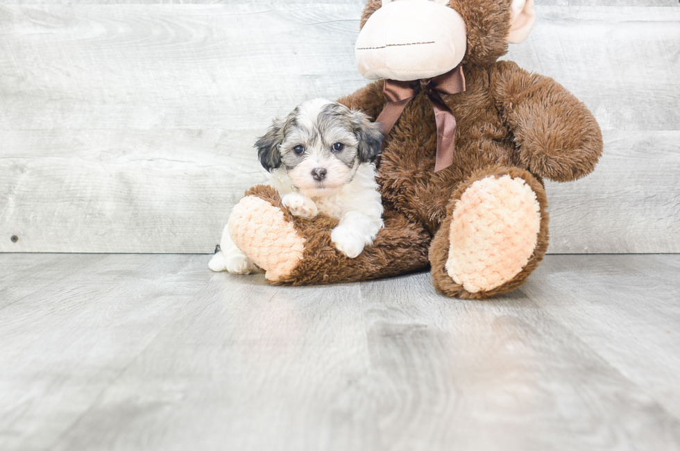 Teddy Bear Puppies for Sale – Shichon Puppies | Premierpups.com