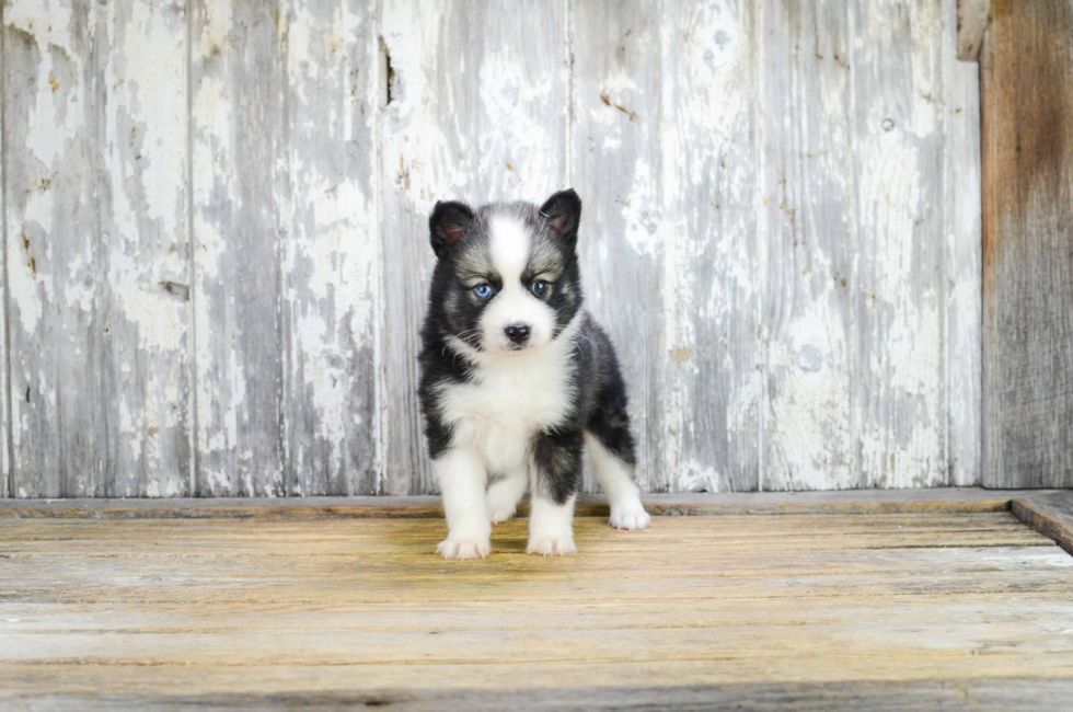 Pomsky puppies for sale | Small cross puppies breeds for sale in Ohio