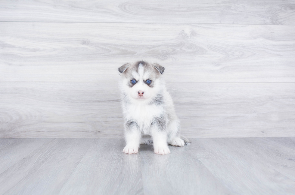 Pomsky Puppies For Sale Online | Comfortable US Shipping Available