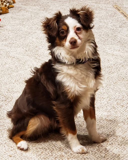 Mini Aussie Puppies for Sale - Buy Now! - Premier Pups