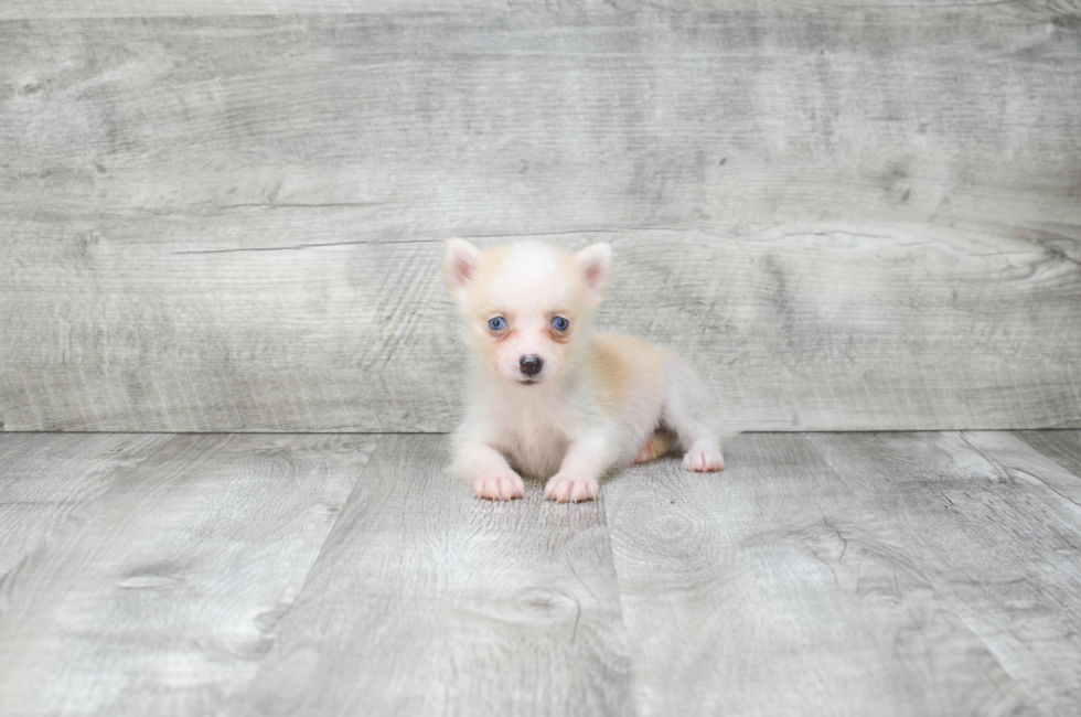 Pomsky Puppies For Sale Small Cross Puppies Breeds For Sale In Ohio