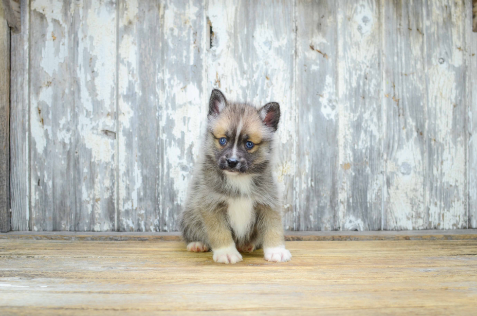Pomsky puppies for sale | Small cross puppies breeds for sale in Ohio