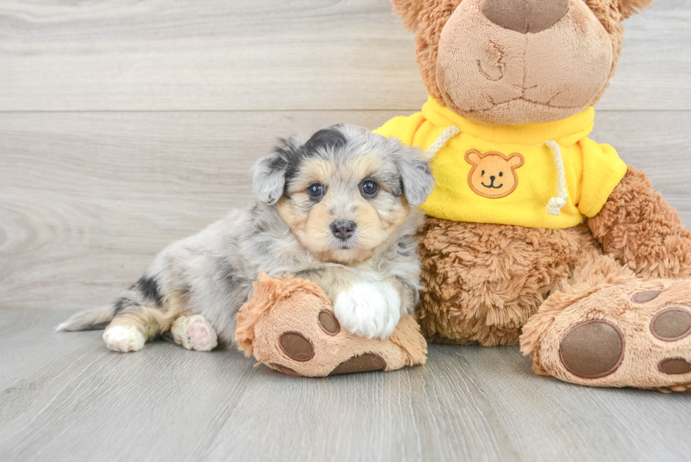 Funny Aussiechon Adele: 4lb 2oz Designer Puppy