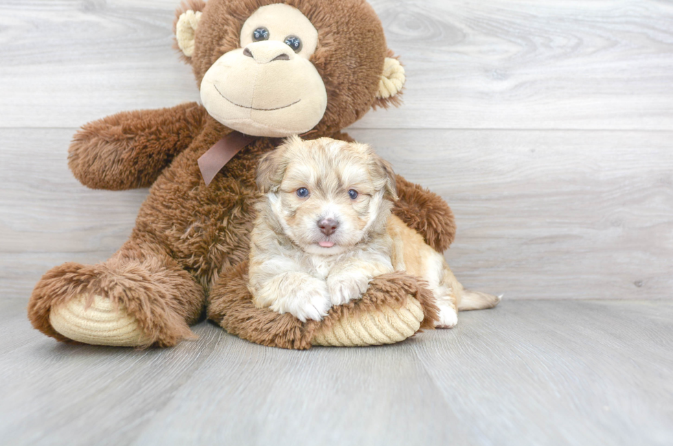 Mini Aussie Puppies for Sale | Premier Pups located in Ohio