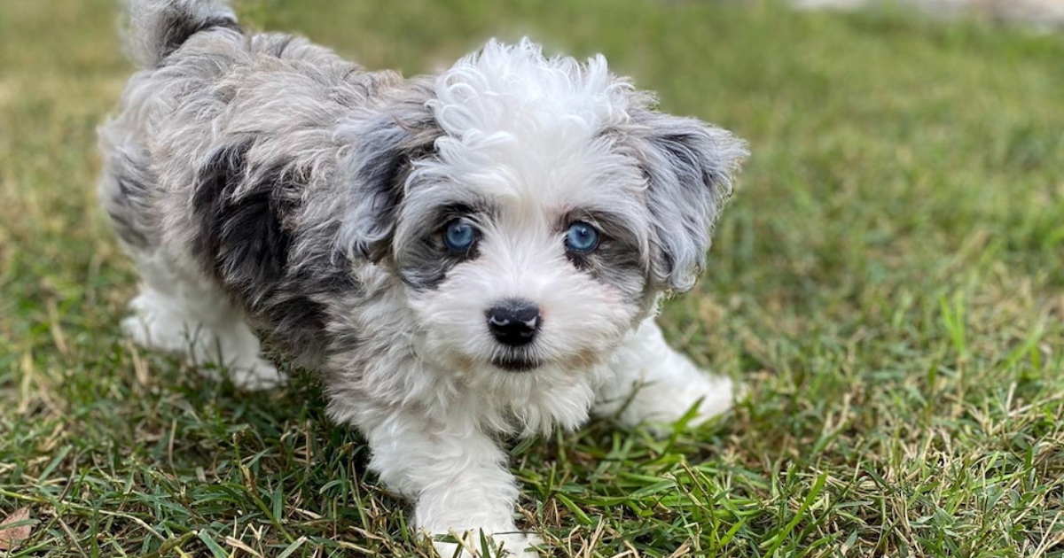 Aussiechon Puppies for Sale | Exclusive Designer Puppies