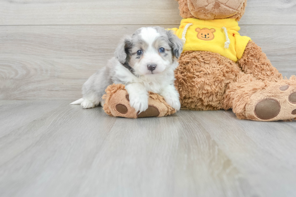 Happy Aussiechon Finnick: 4lb 15oz Designer Puppy