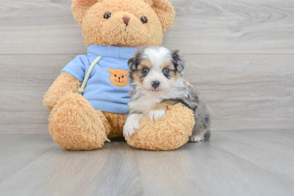 Fluffy Aussiechon Florence: 2lb 13oz Designer Puppy